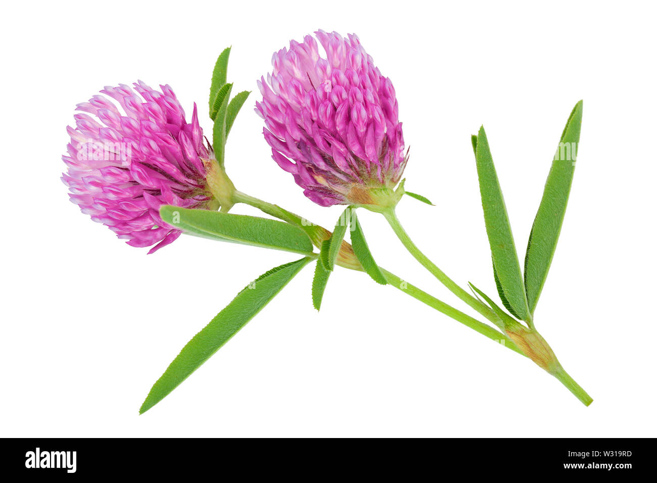 Clover or trefoil flower medicinal herbs isolated on white background ...