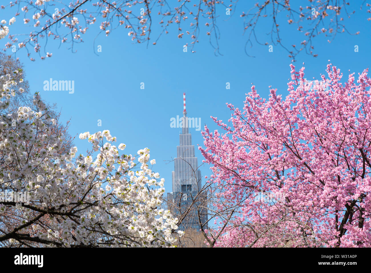 Sakura in Japan Stock Photo - Alamy