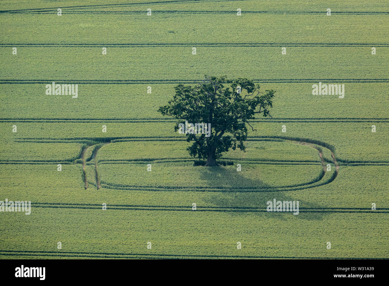 tree in arable farm field Stock Photo - Alamy