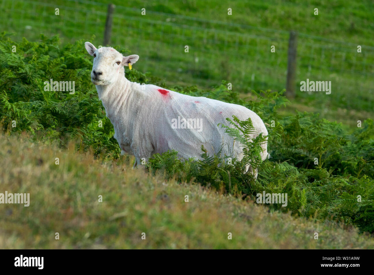 Shawn the sheep hi-res stock photography and images - Alamy