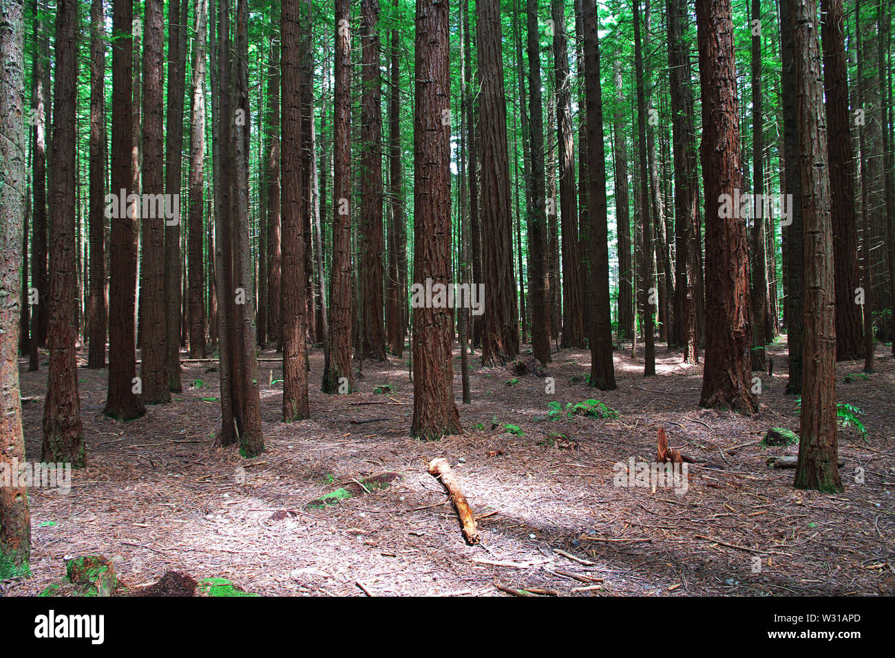 Redwoods tree walk rotorua hi-res stock photography and images - Alamy