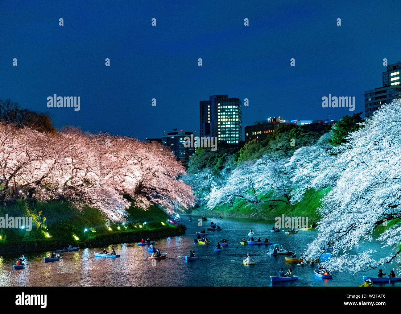 Sakura in Japan Stock Photo - Alamy