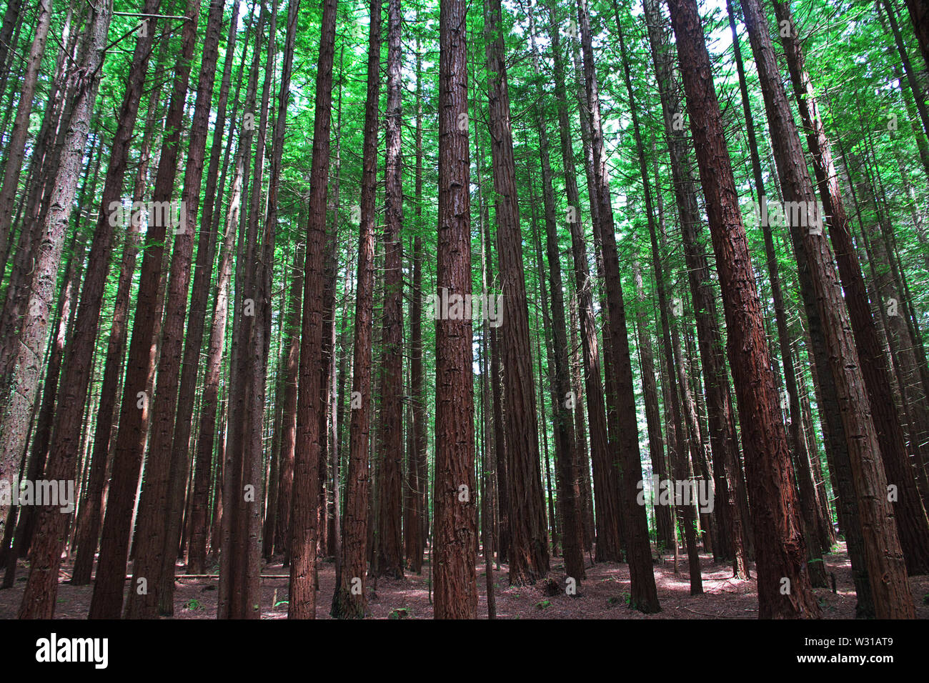 Red forest is national Park in Rotorua Stock Photo - Alamy