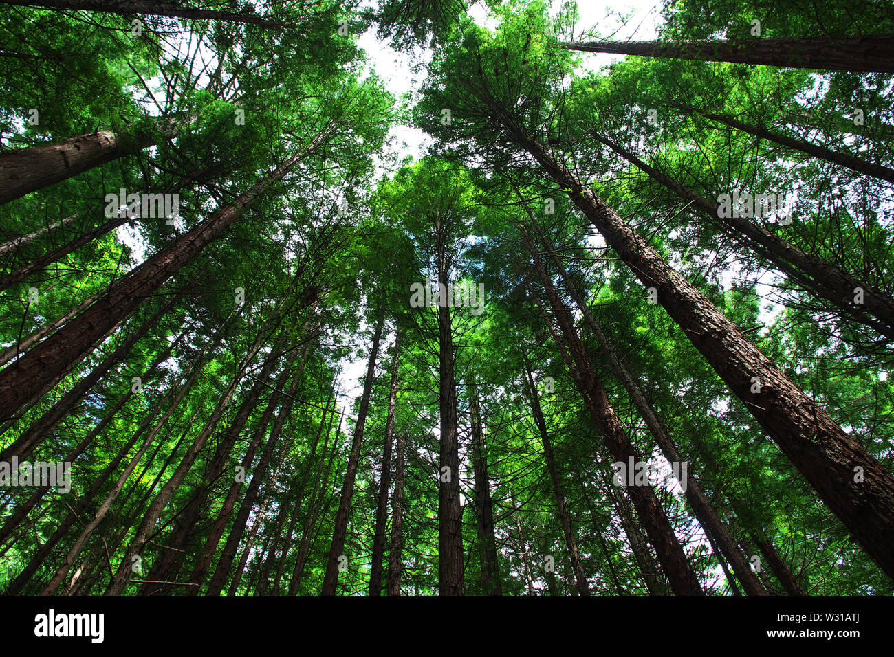 Red forest is national Park in Rotorua Stock Photo - Alamy