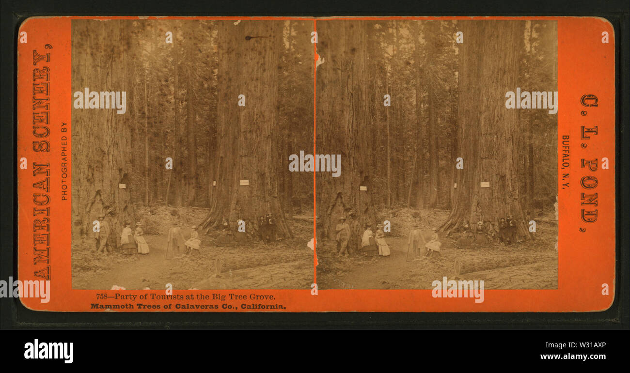 Party of Tourists at the Big Tree Grove, Mammoth Trees of Calaveras Co ...