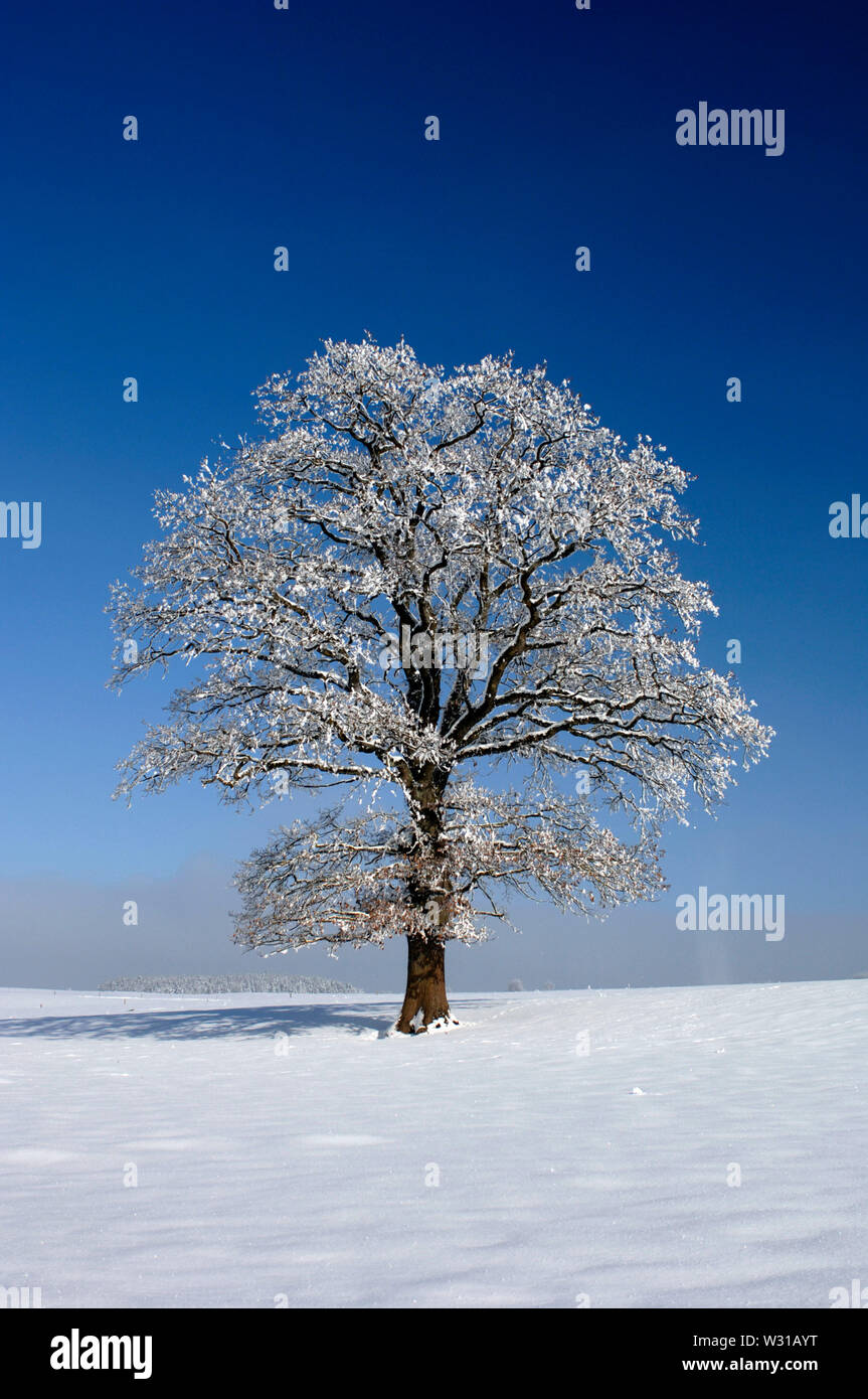 single big oak tree in winter Stock Photo - Alamy