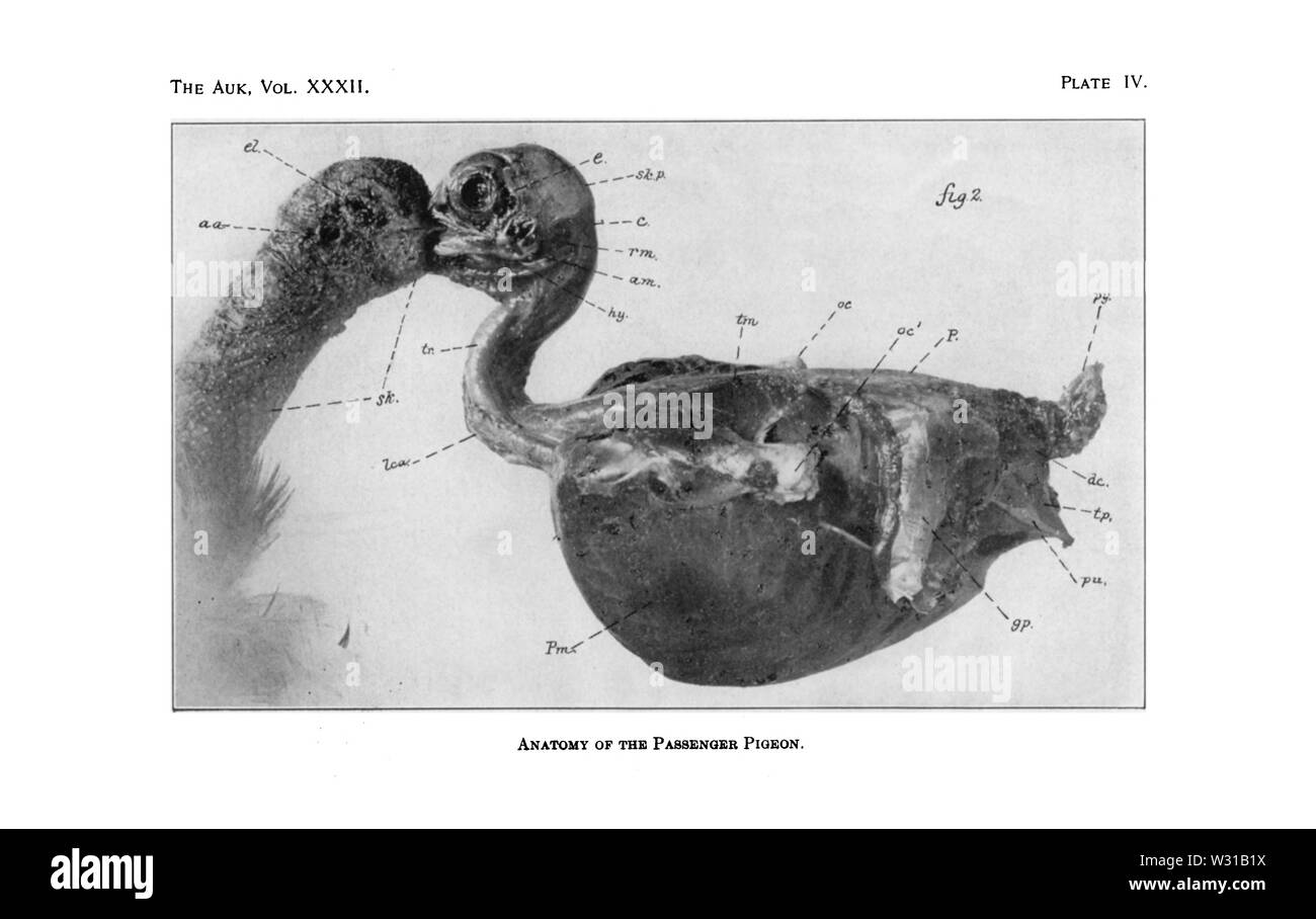 Passenger Pigeon Anatomy 1 Stock Photo - Alamy