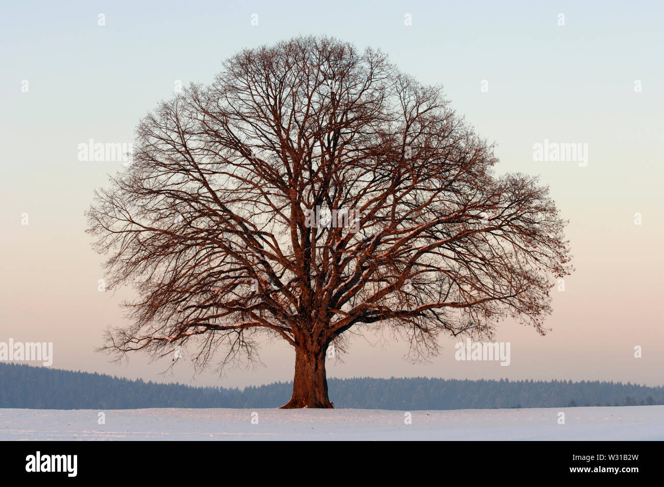 single big linden tree in winter Stock Photo - Alamy