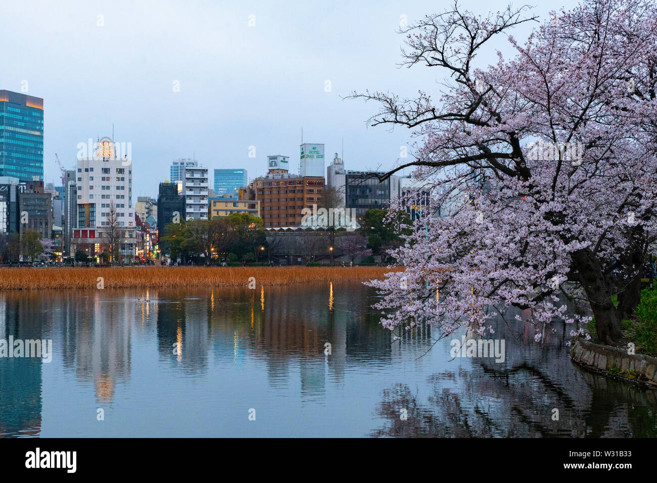 Sakura in Japan Stock Photo - Alamy
