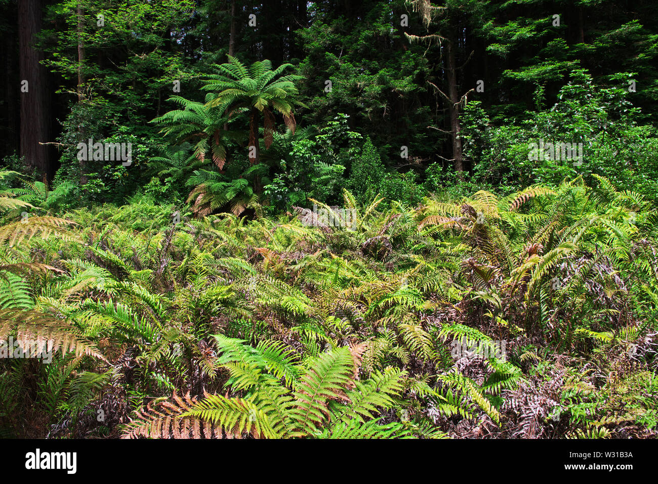 Red forest is national Park in Rotorua Stock Photo - Alamy