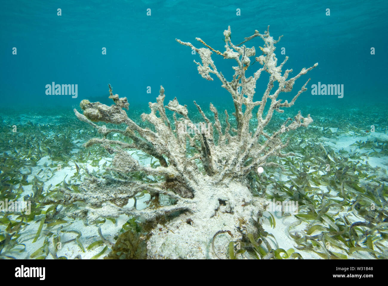 Sea Coral In The Keys