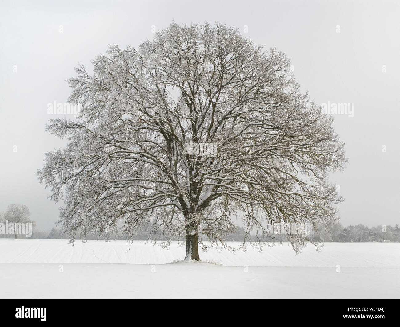 single big oak tree in winter Stock Photo - Alamy