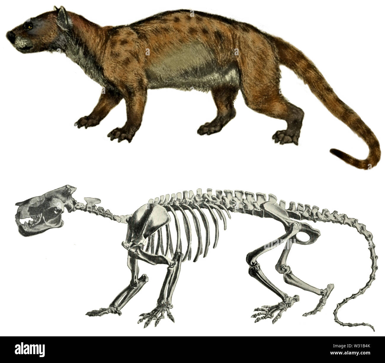 Patriofelis ferox restoration & skeleton Stock Photo - Alamy