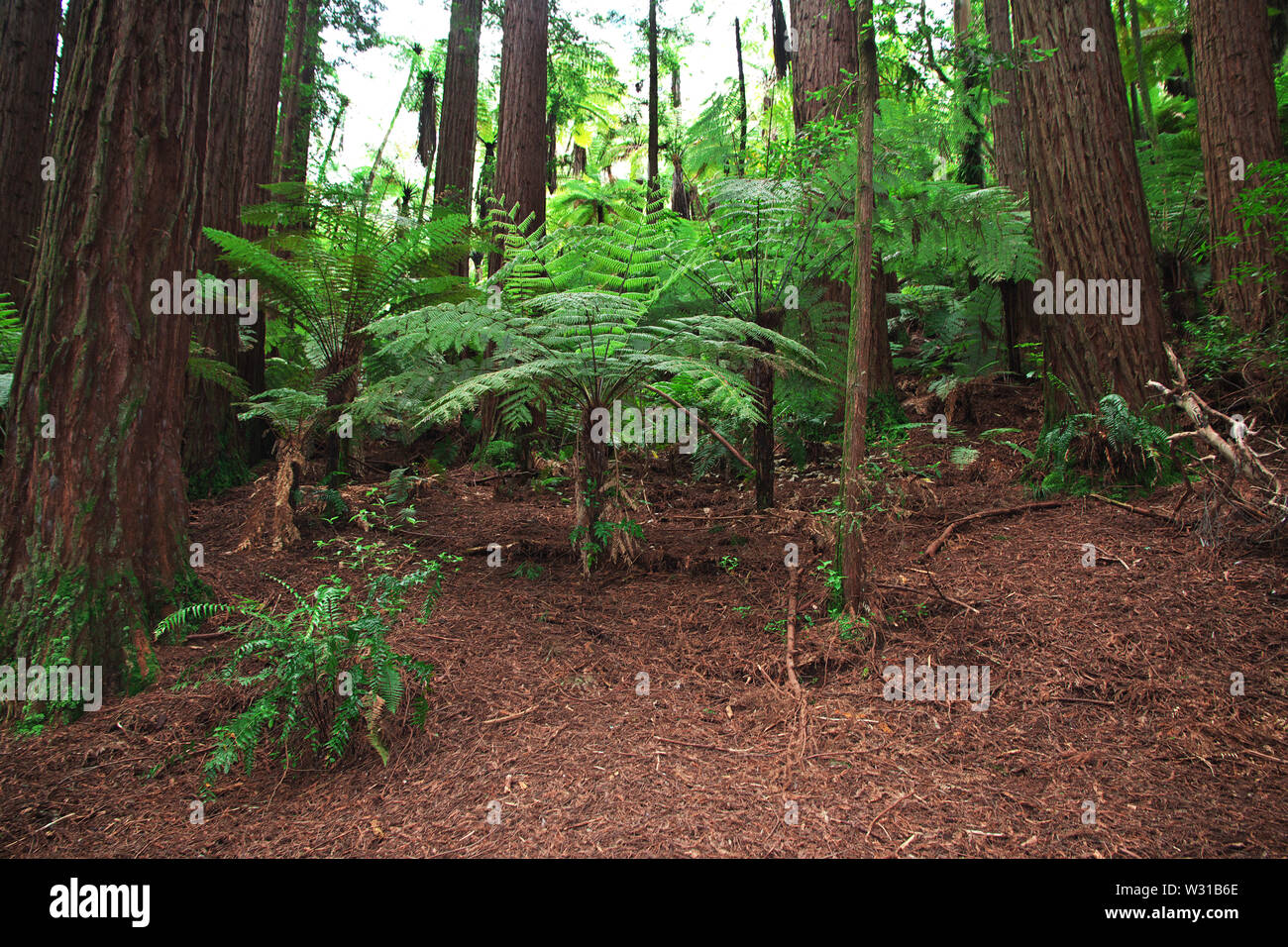 Red forest is national Park in Rotorua Stock Photo - Alamy