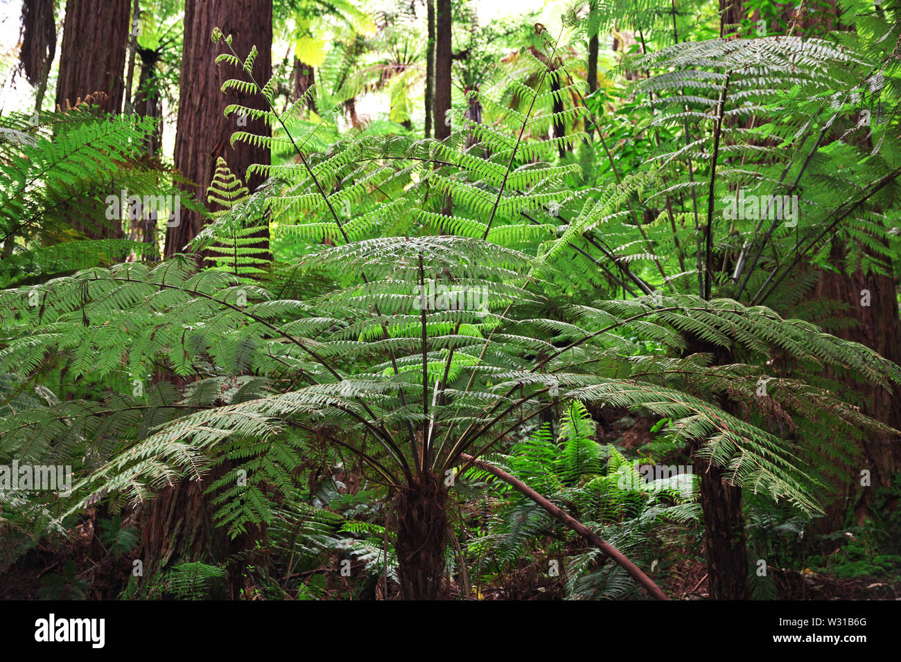 Red forest is national Park in Rotorua Stock Photo - Alamy