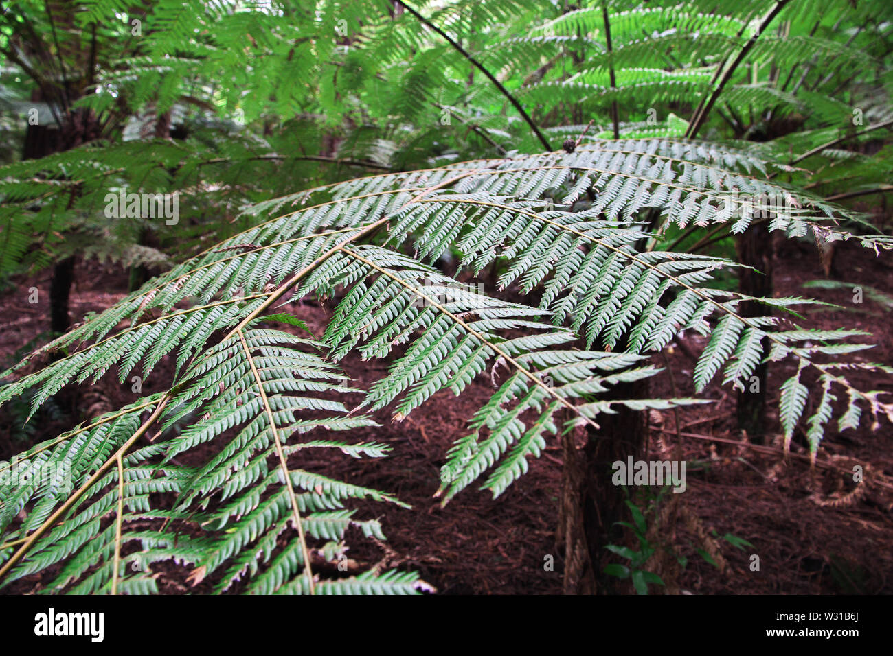 Red forest is national Park in Rotorua Stock Photo - Alamy