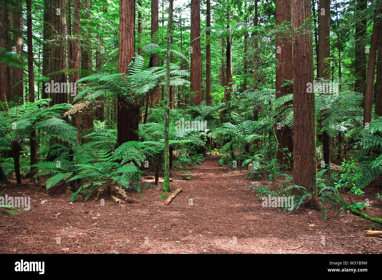 Red forest is national Park in Rotorua Stock Photo - Alamy