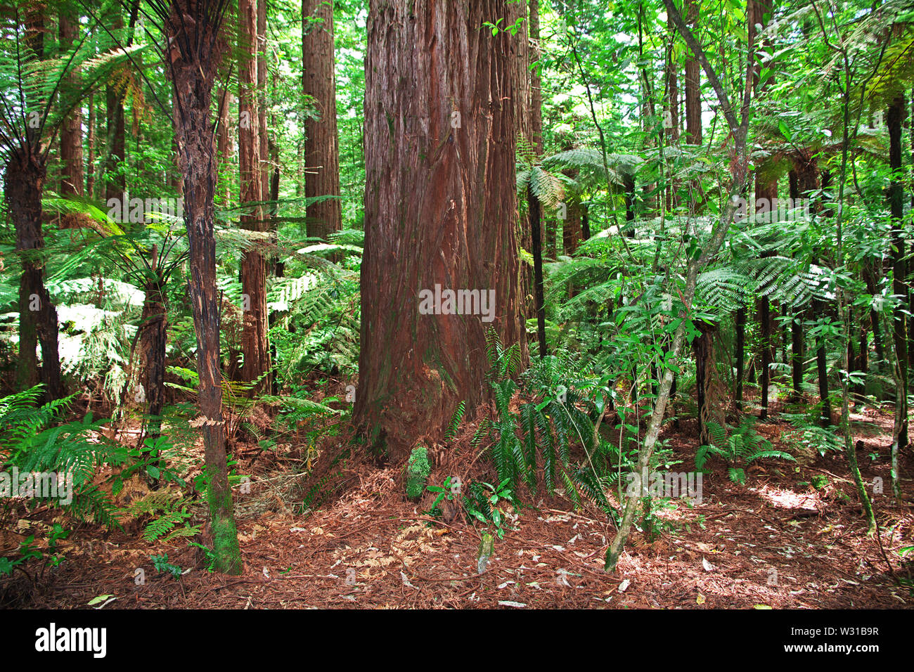 Red forest is national Park in Rotorua Stock Photo - Alamy