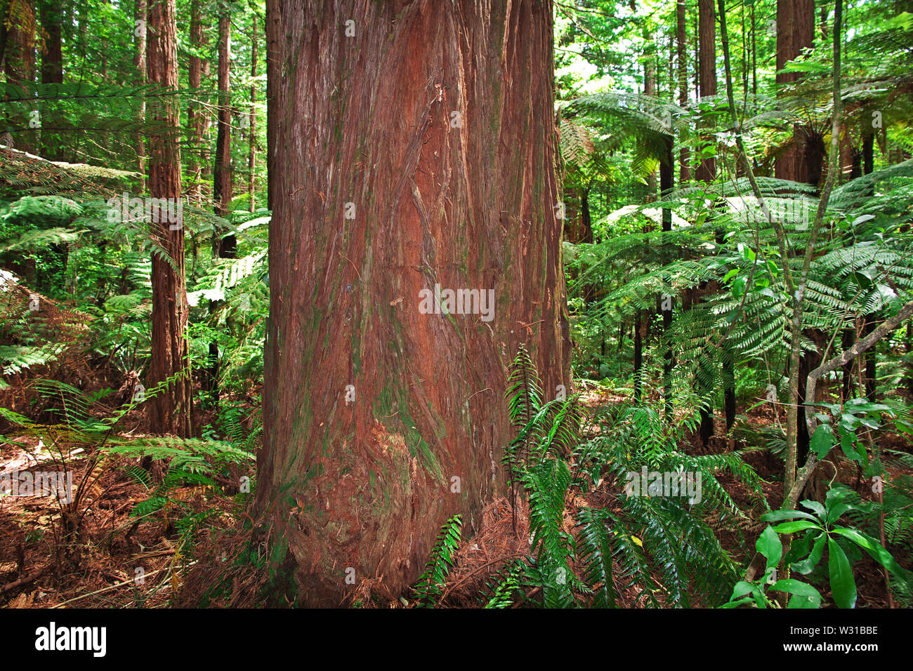 Red forest is national Park in Rotorua Stock Photo - Alamy