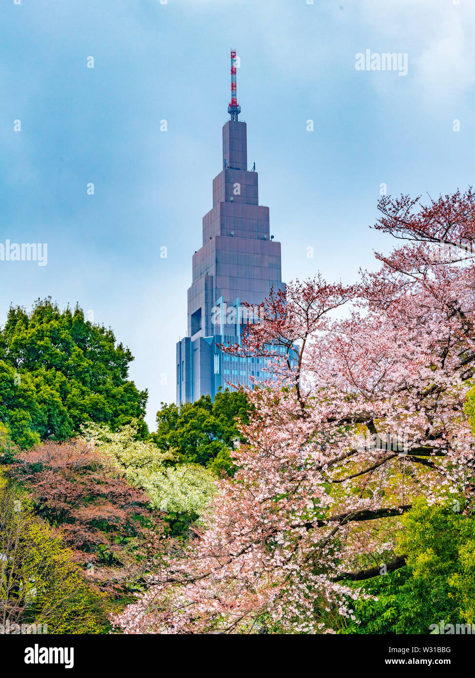 Sakura in Japan Stock Photo - Alamy