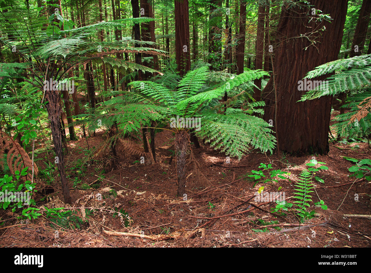 Red forest is national Park in Rotorua Stock Photo - Alamy