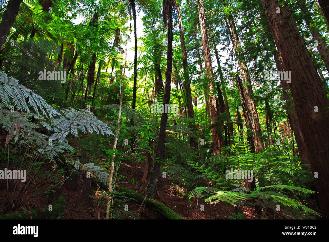 Red forest is national Park in Rotorua Stock Photo - Alamy