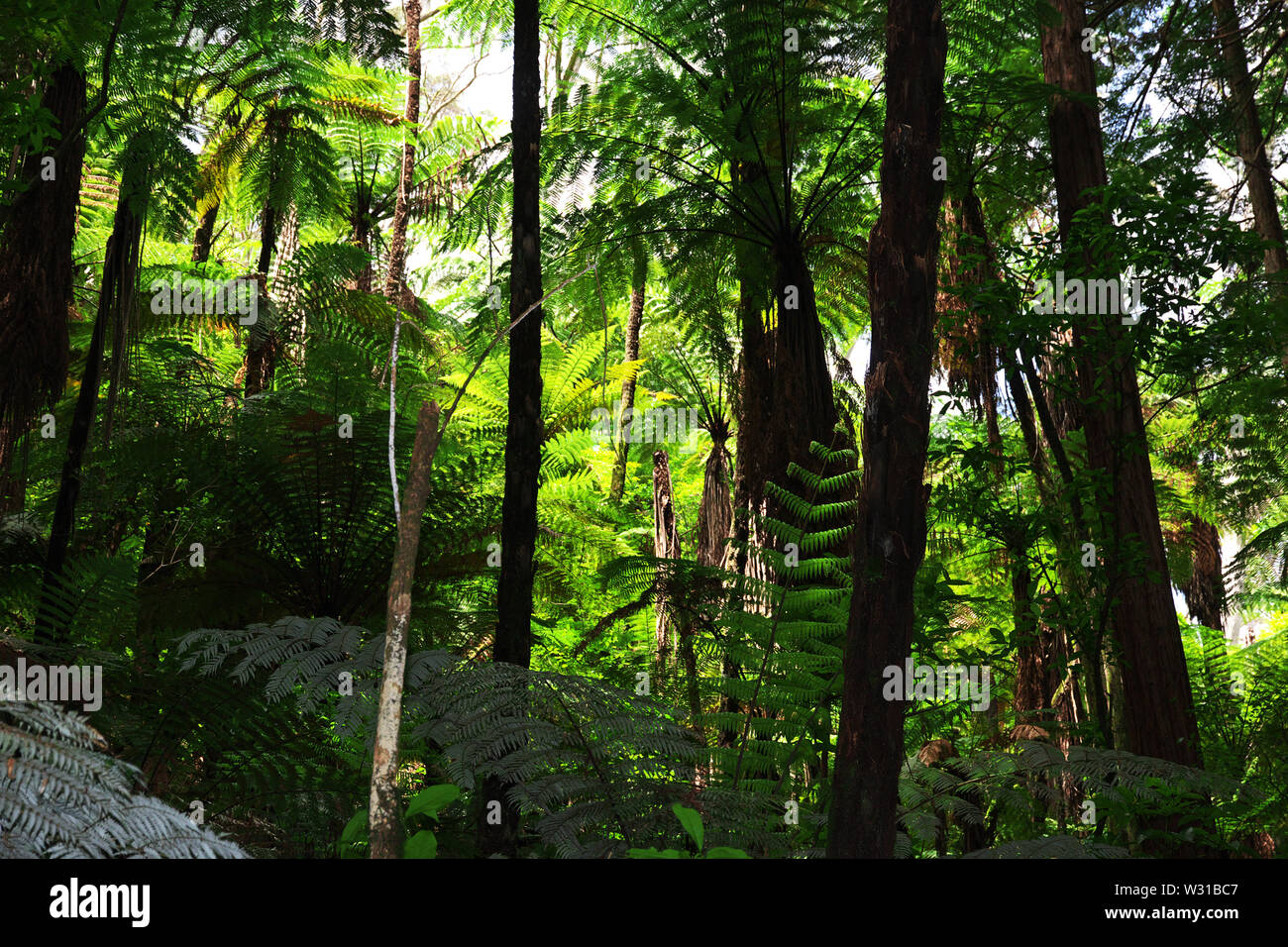 Red forest is national Park in Rotorua Stock Photo - Alamy