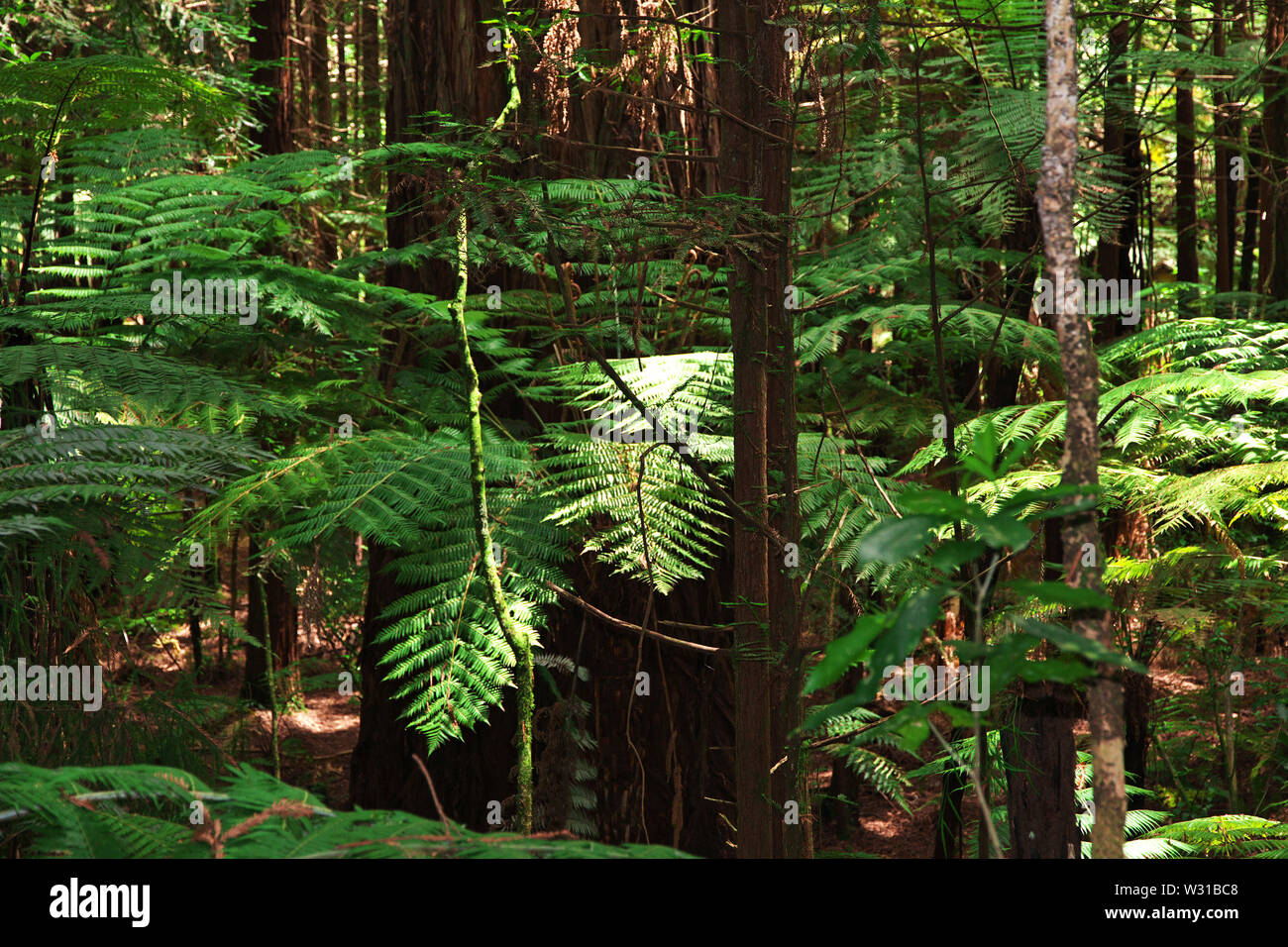 Red forest is national Park in Rotorua Stock Photo - Alamy