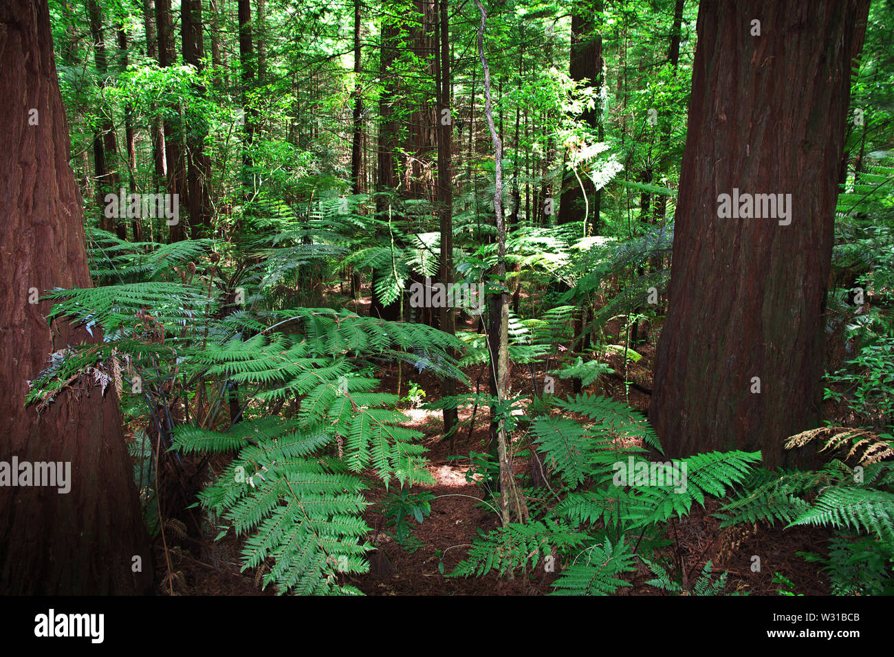 Red forest is national Park in Rotorua Stock Photo - Alamy