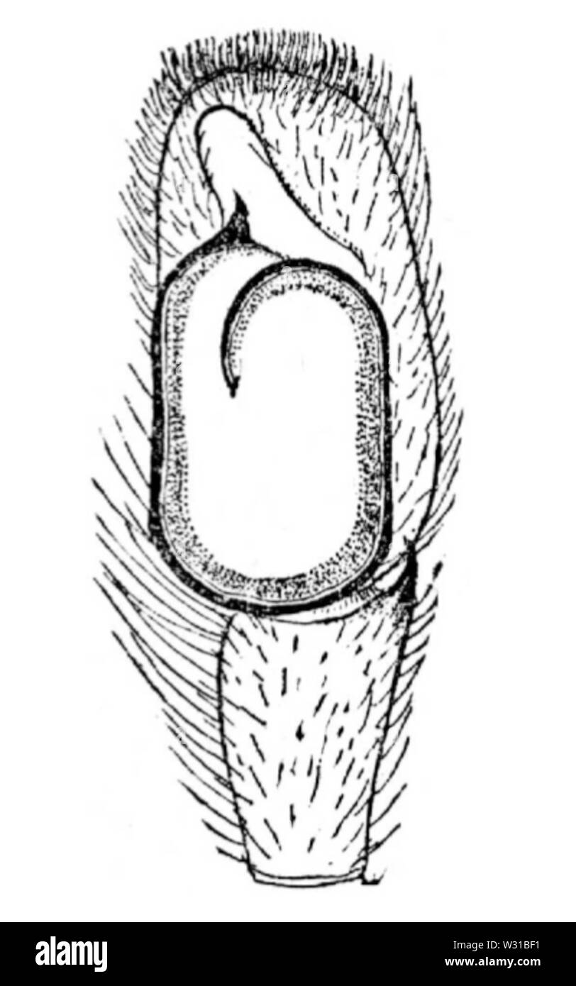 Pedipalp Black and White Stock Photos & Images - Alamy