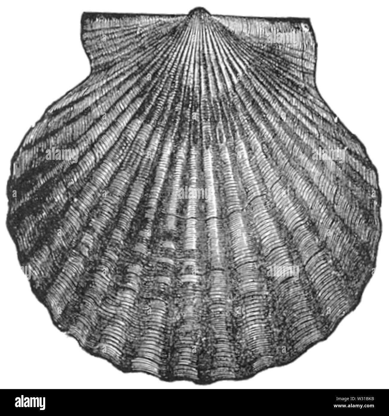 Oceanography illustration Black and White Stock Photos & Images - Alamy