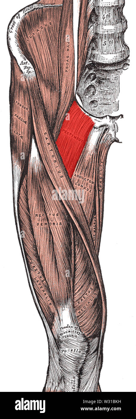 Pectineus hi-res stock photography and images - Alamy