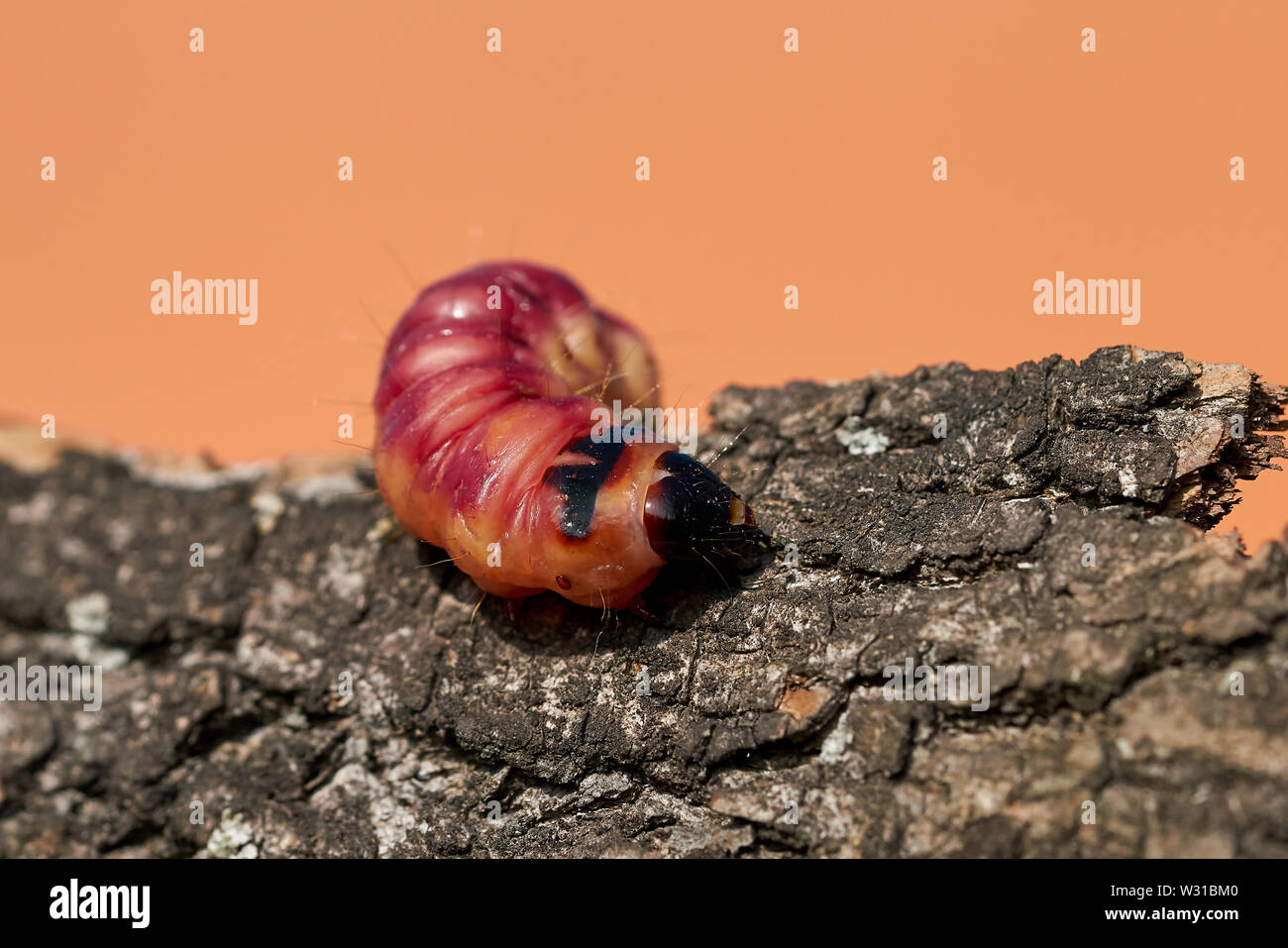 Caterpillar of a Cossus cossus on the bark of a tree Stock Photo - Alamy