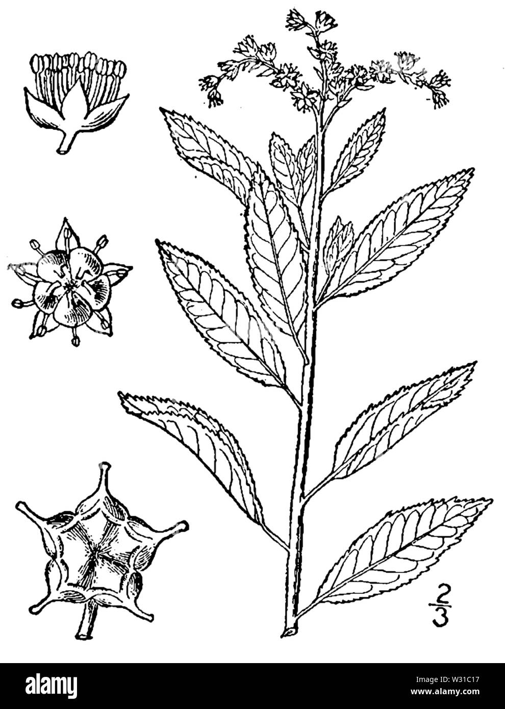 1913 illustration Cut Out Stock Images & Pictures - Alamy