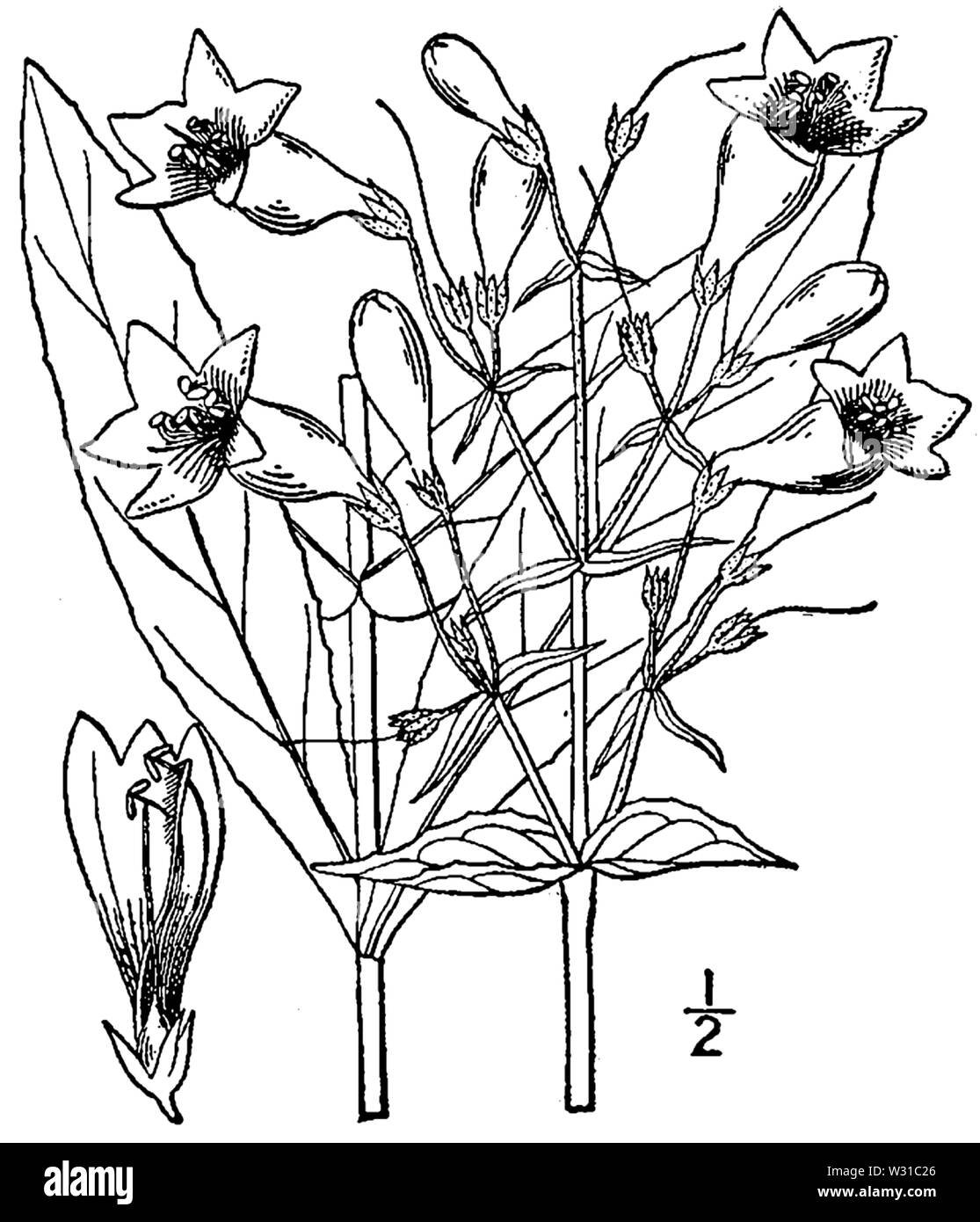 Illustration plant species from Black and White Stock Photos & Images ...