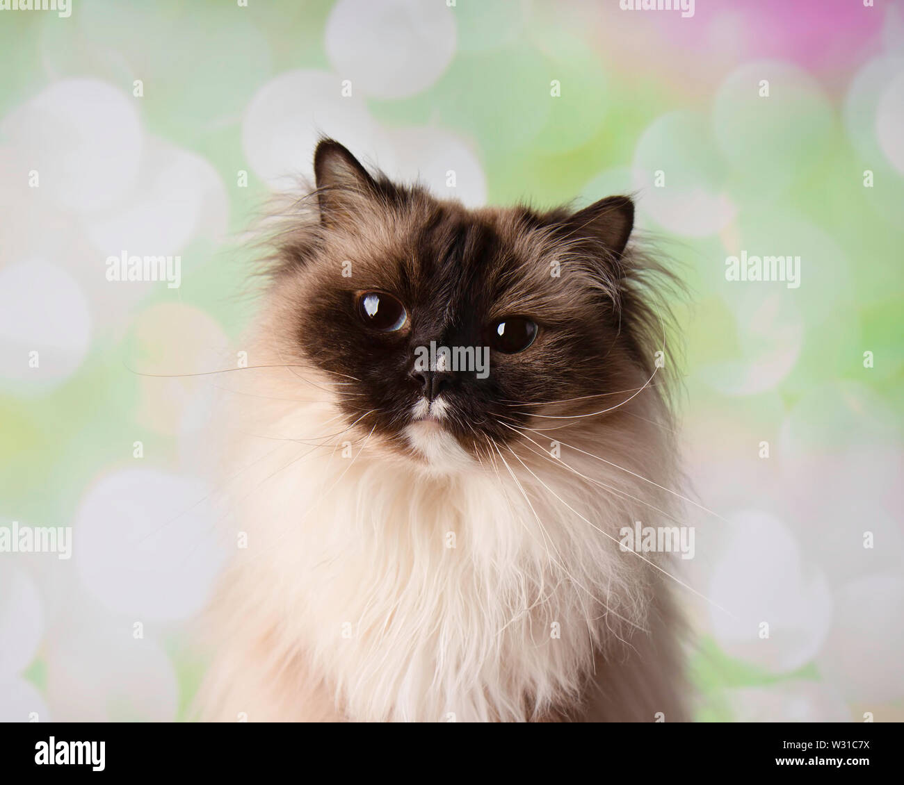 Blue mitted ragdoll hi-res stock photography and images - Alamy