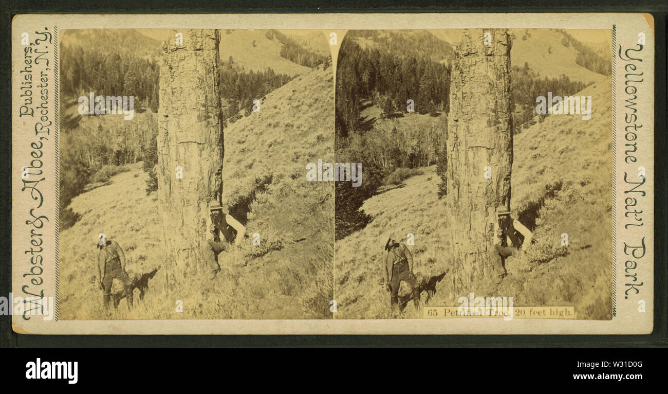 Petrified Tree 20 feet high, by Webster & Albee 2 Stock Photo - Alamy