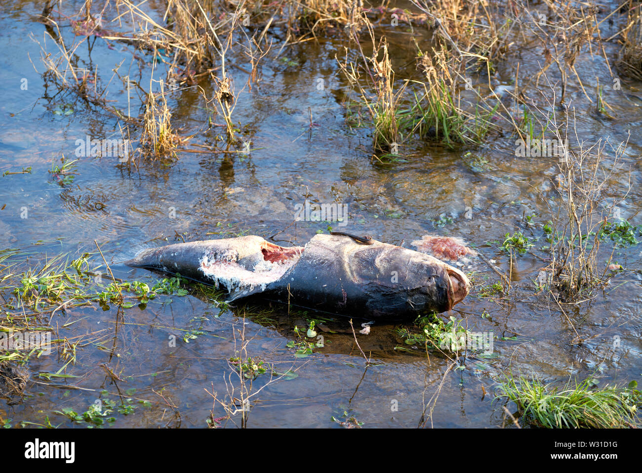 Mink scandal hi-res stock photography and images - Alamy