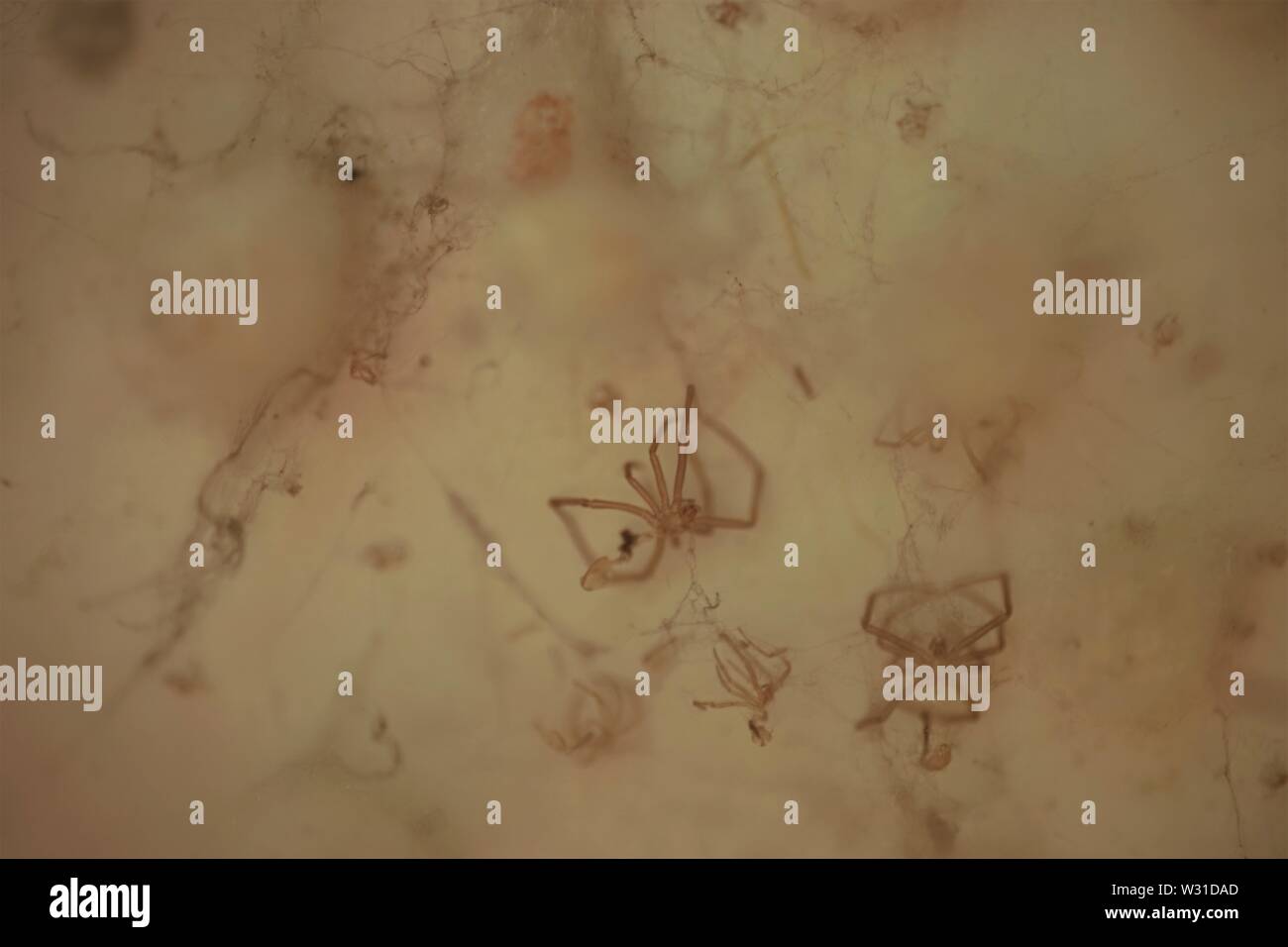 Dry spiders and cocoons in thick web Stock Photo - Alamy