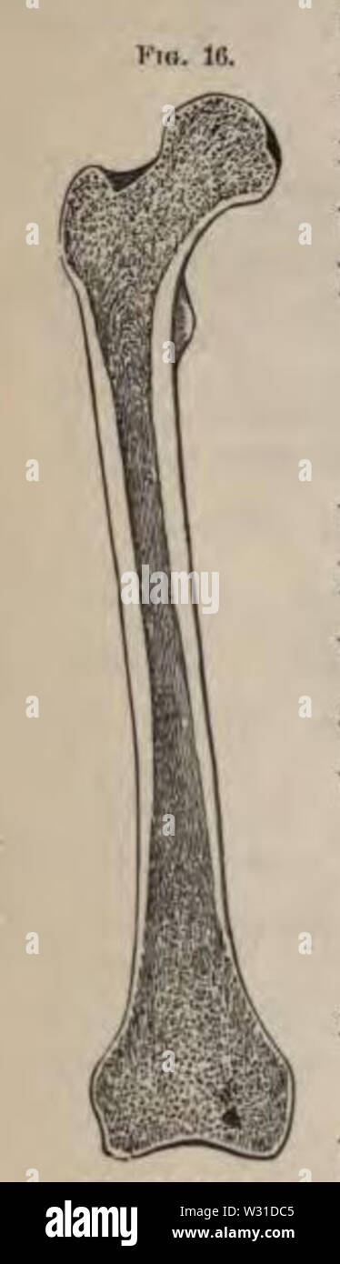 Physiology for Young People - 1884 - The thigh bone (femur) sawed ...