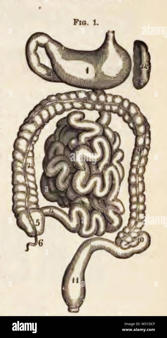 Physiology for Young People - 1884 - Stomach and intestines 1 Stock ...