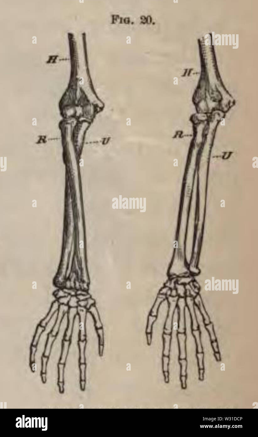 Alamy stock photo bones of forearm - whatelder