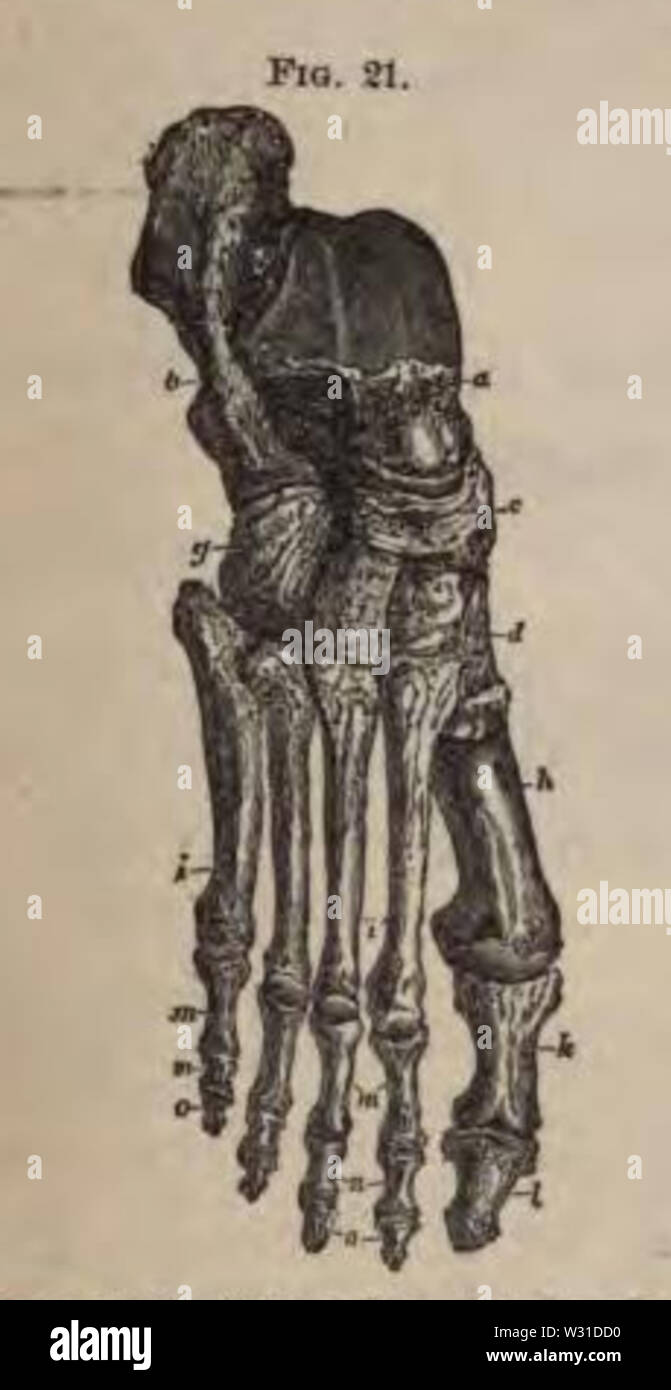 Physiology for Young People - 1884 - The bones of the foot Stock Photo ...