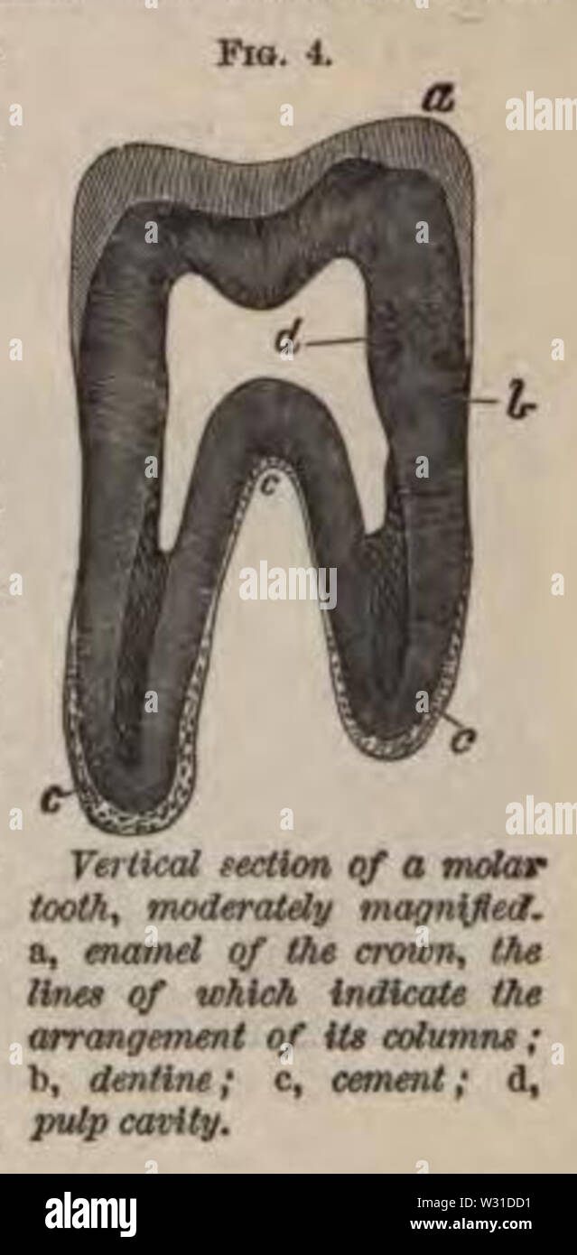 Section of a molar hi-res stock photography and images - Alamy