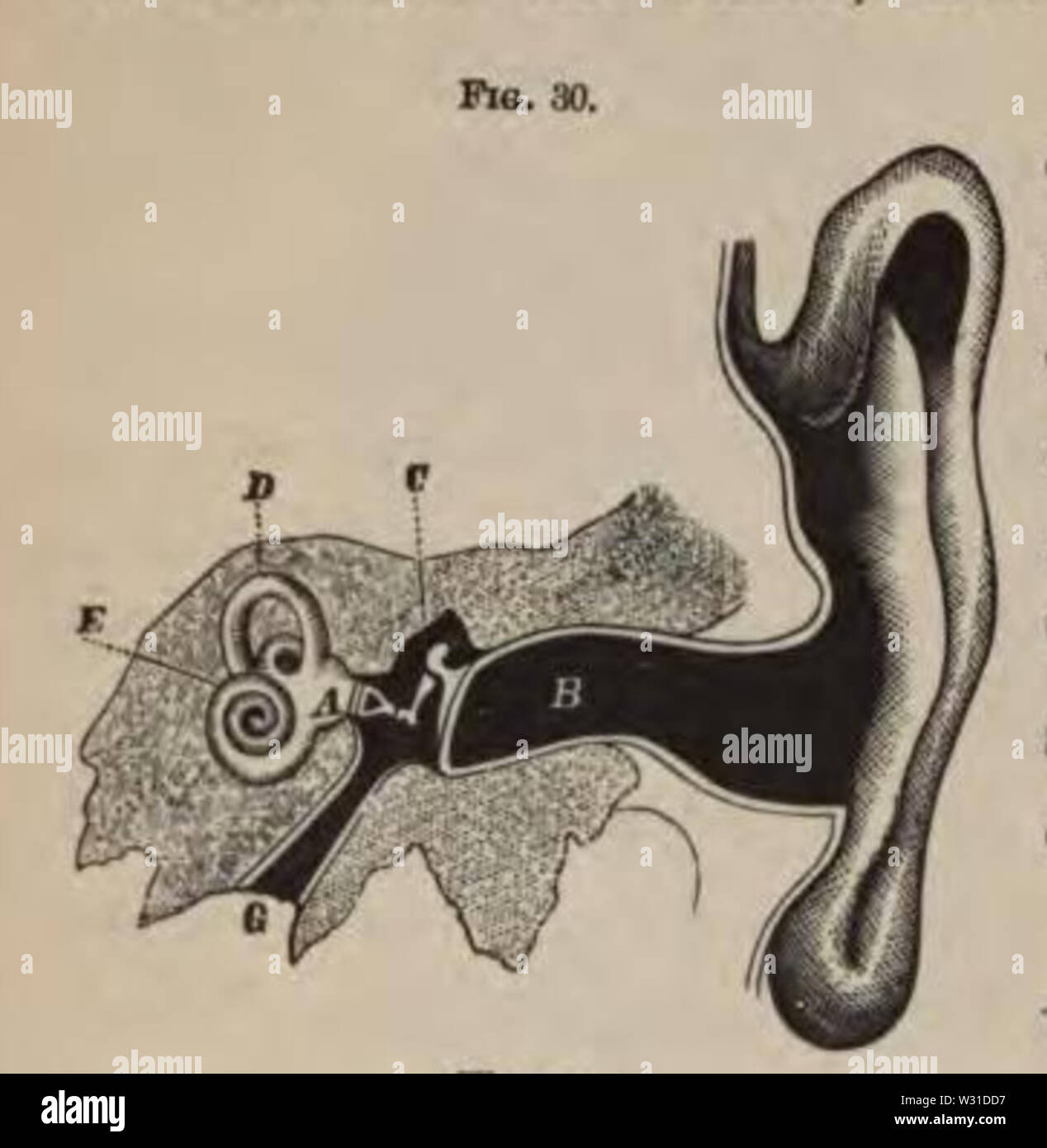Physiology for Young People - 1884 - The ear Stock Photo - Alamy