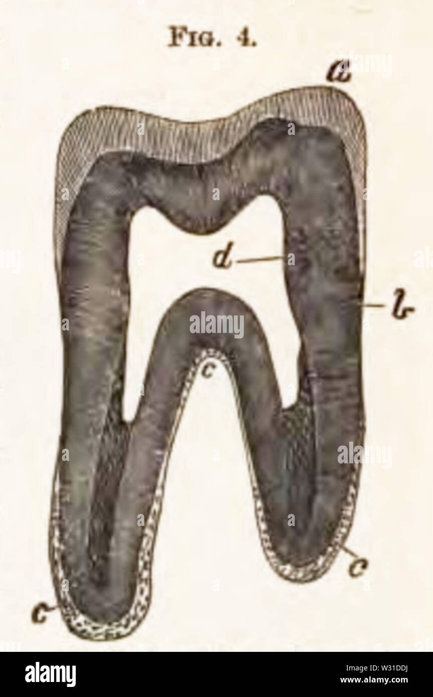 Physiology for Young People - 1884 - Vertical section of a molar tooth ...