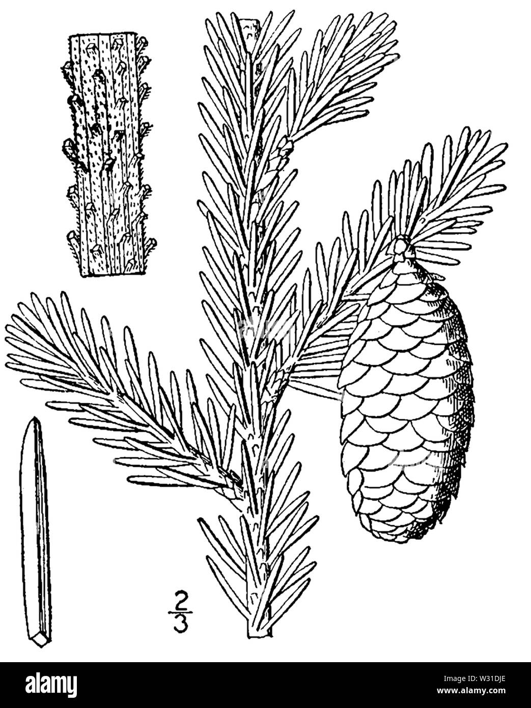 Rubens drawing hi-res stock photography and images - Alamy