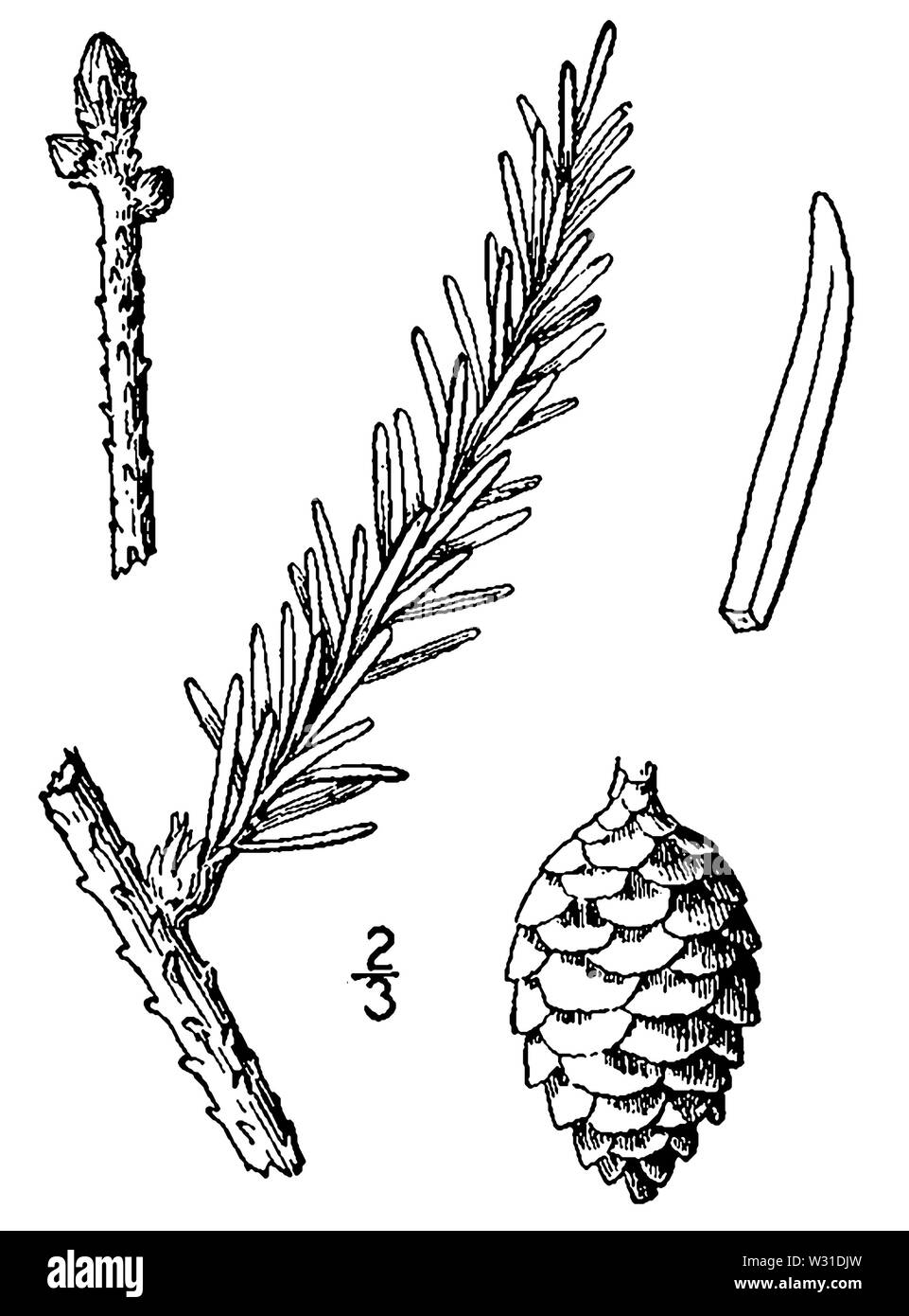 Picea mariana drawing Stock Photo - Alamy