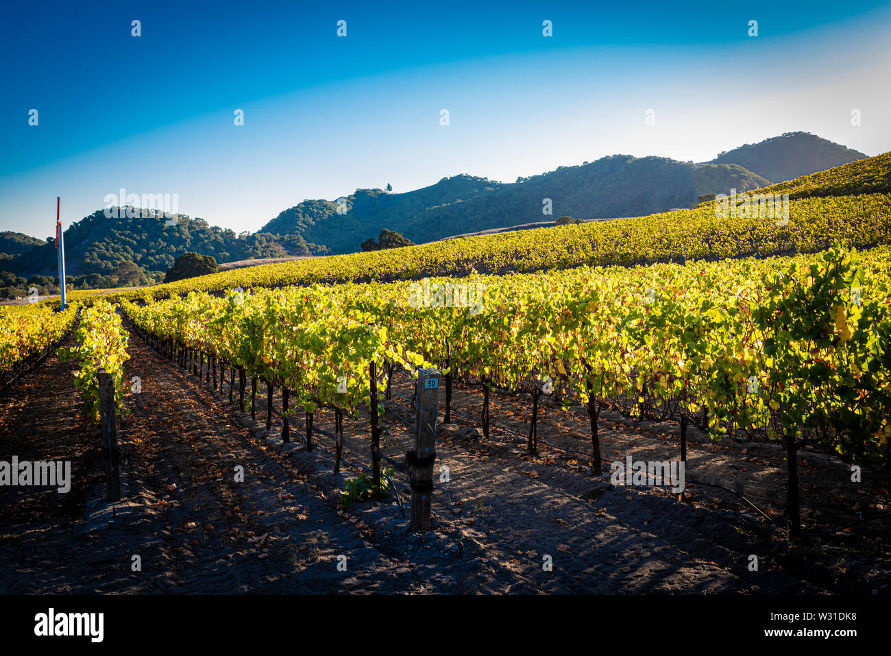 Beautiful vineyard hills of sonoma hi-res stock photography and images ...