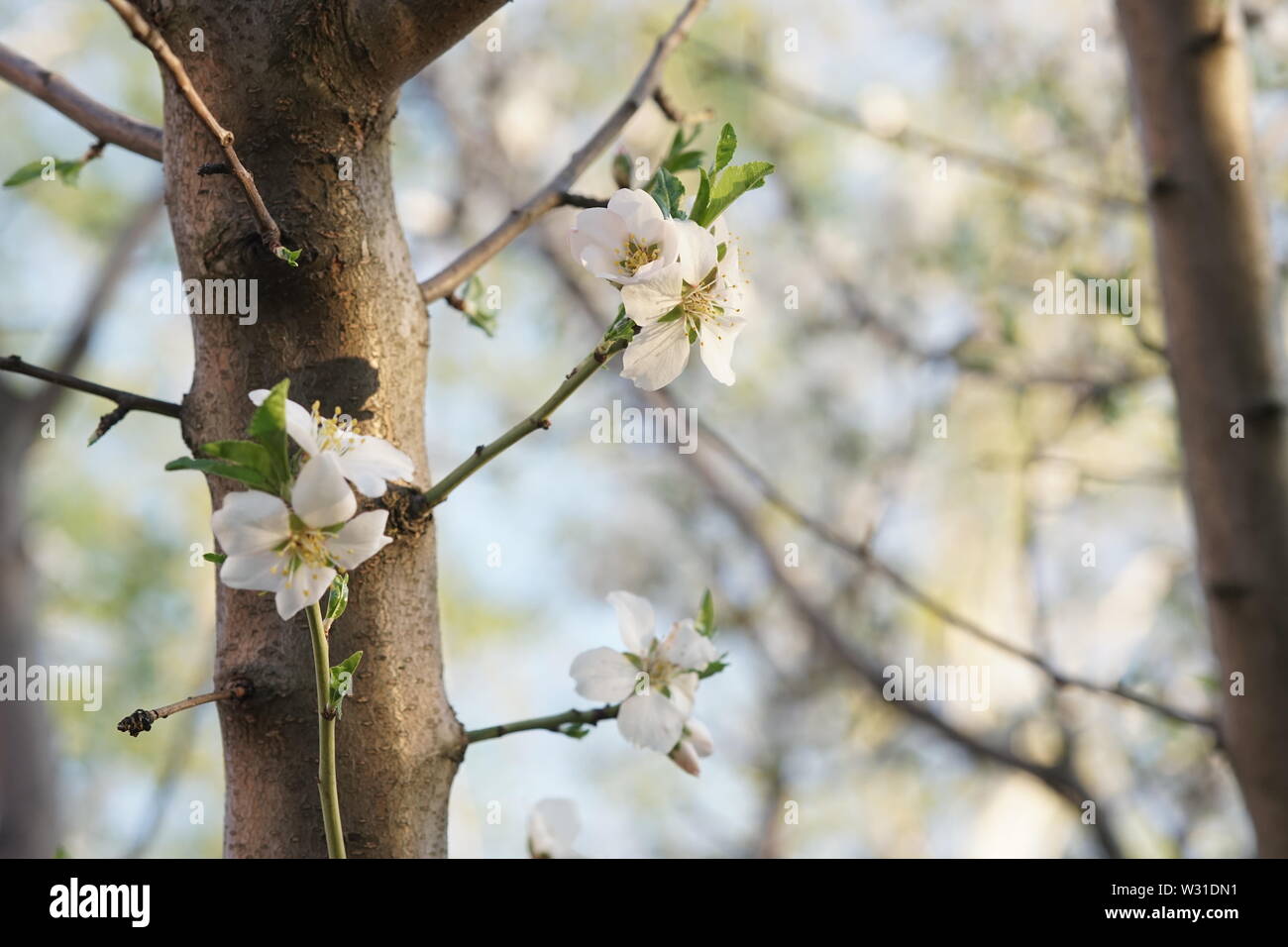 Flowering almond tree in spring garden at sunny day Stock Photo - Alamy